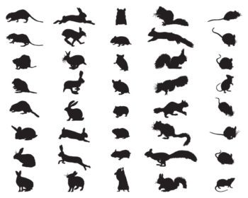 Types of Rodents in Missouri | Common Species of Rats and Mice